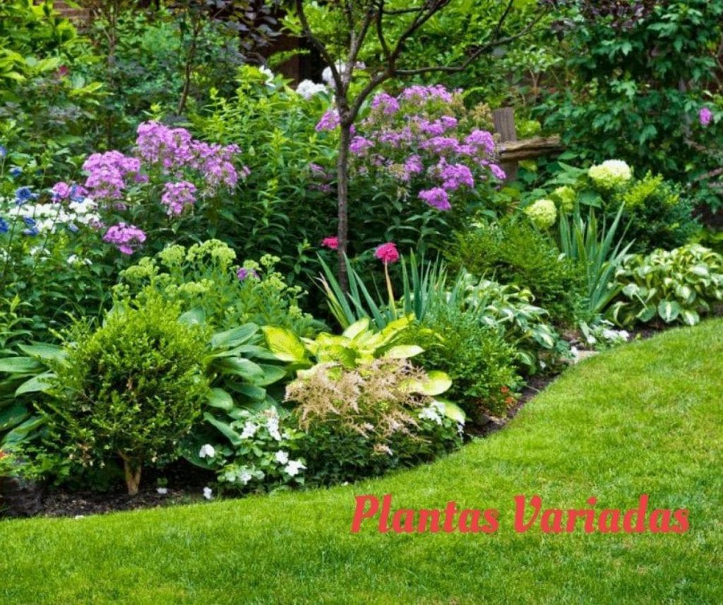 10 Plantas Variadas