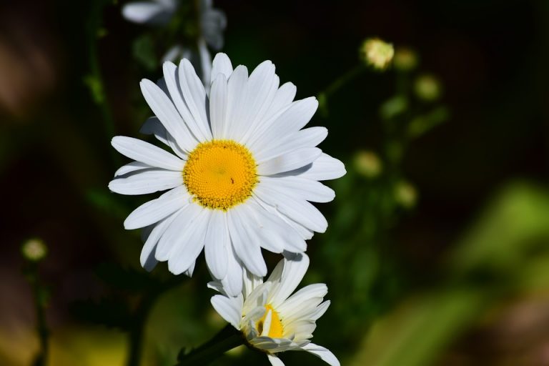 Planta Margarida-de-árvore